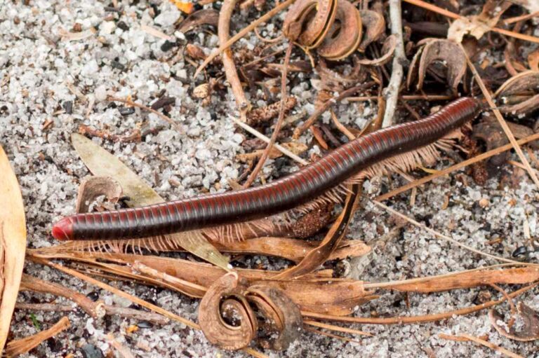 Manambato Madagascar - Guide de Voyage à Madagascar