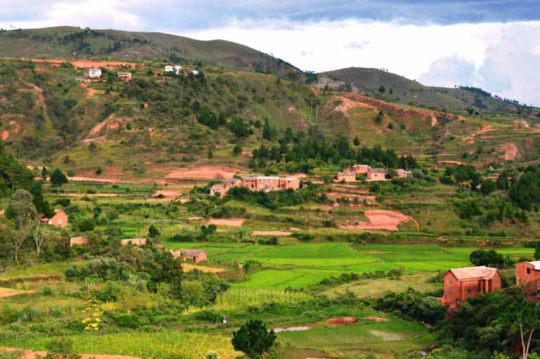 Les étapes traditionnelles de la récolte du riz à Madagascar