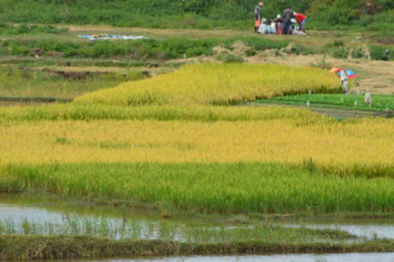 Les étapes traditionnelles de la récolte du riz à Madagascar